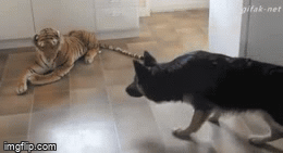 Scared of big kitteh - Imgflip