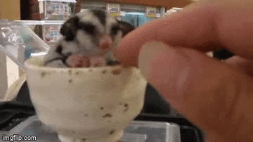 Cute Heckin Scare - Imgflip