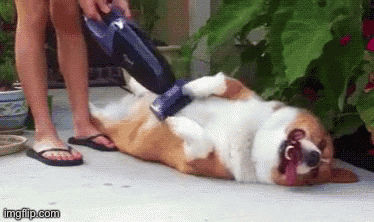 This Dog Has Discovered The Efficient Way To Clean Someone - Imgflip