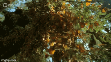 Animated GIF - Imgflip