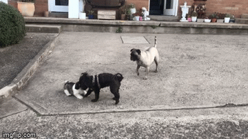 Rolly Polly Puppy - Imgflip