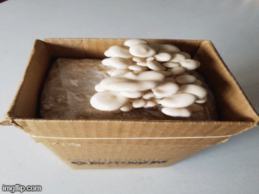 Mushroom Micro Farm - Imgflip