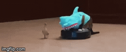 Baby shat (cat and shark) do do do do do - Imgflip