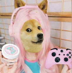 "Doge" Meme Templates - Imgflip