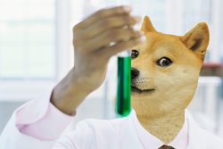 "Doge" Meme Templates - Imgflip