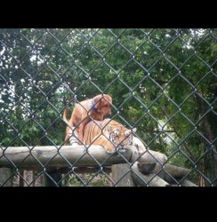 "tiger" Meme Templates - Imgflip