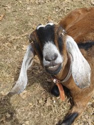 "goat" Meme Templates - Imgflip