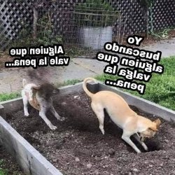 "dog" Meme Templates - Imgflip