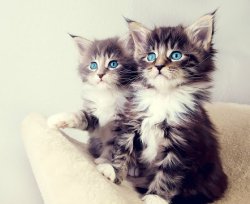 "ewwwwe" Meme Templates - Imgflip