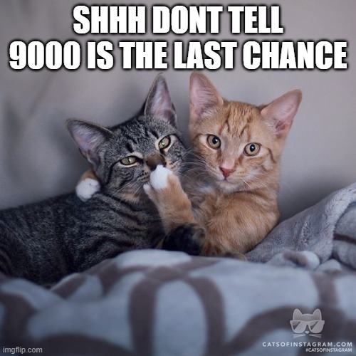 Image tagged in shhh cat - Imgflip