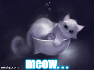Cute Cat Imgflip