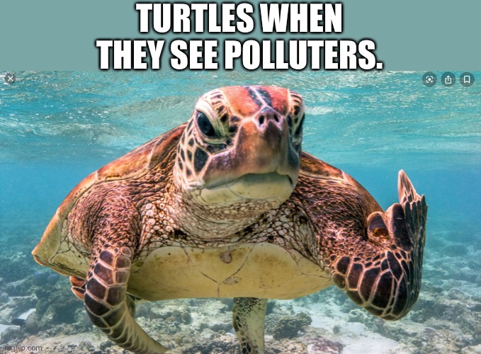 Middle finger turtle - Imgflip