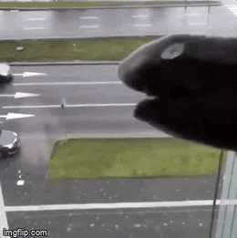 How to have fun in isolation - never knew this was posted 2 months ago ...