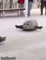 Retarded Seal Clap Gif