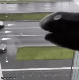 How to have fun in isolation - Imgflip