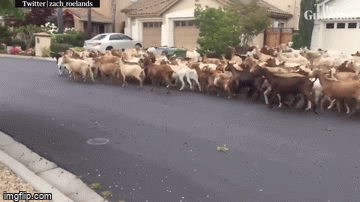 GOATS GOATS GOATS - Imgflip