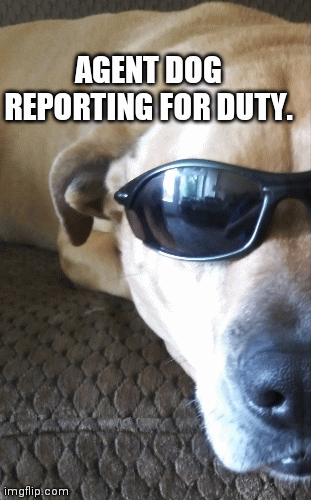 Agent Dog - Imgflip