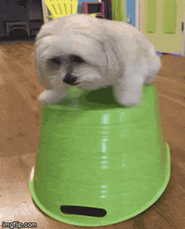 The final jump - Imgflip