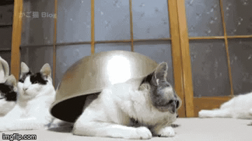 cats when a guest comes over... - Imgflip