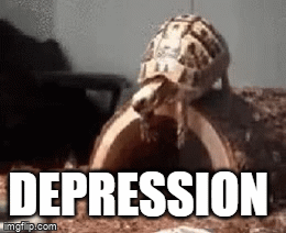 this turtle is going through severe depression - Imgflip