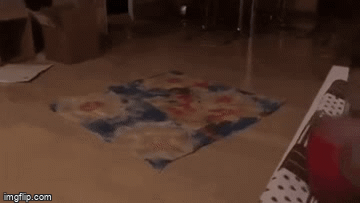 WHAT DID THAT RUG DO? - Imgflip