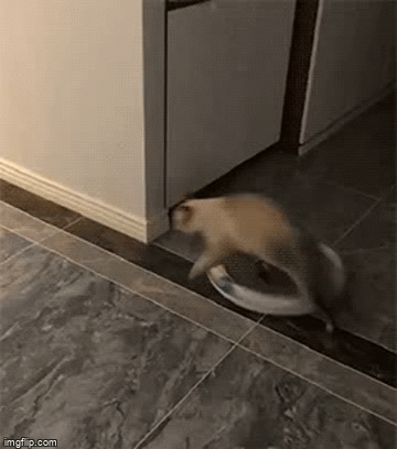 kung fu kat - Imgflip