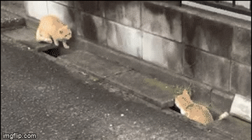 Catch me if you can cat - Imgflip