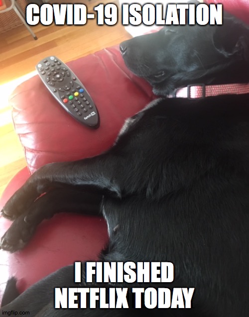 Covid-19 Isolation - Imgflip