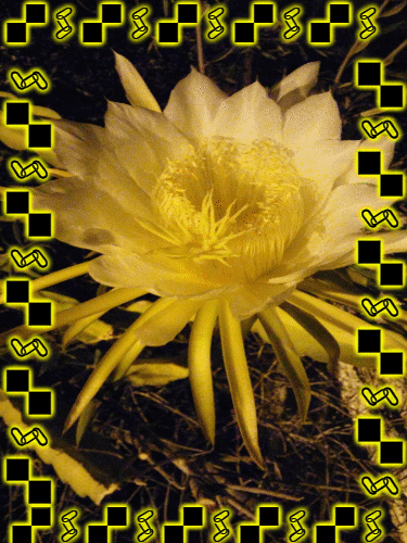 dancing flower - Imgflip