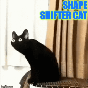 Shifty Cat - Imgflip