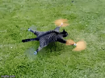 The cat helicopter - Imgflip