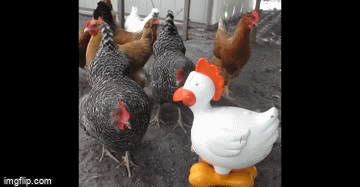 When Playing Chicken Goes Fowl - Imgflip