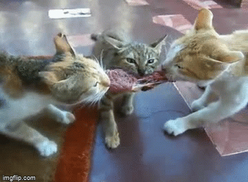 A steak for three cats - Imgflip