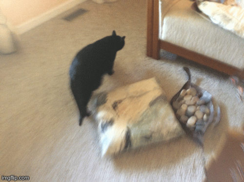 Running_Away_Cat - Imgflip