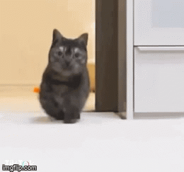 Waddle Cat - Imgflip