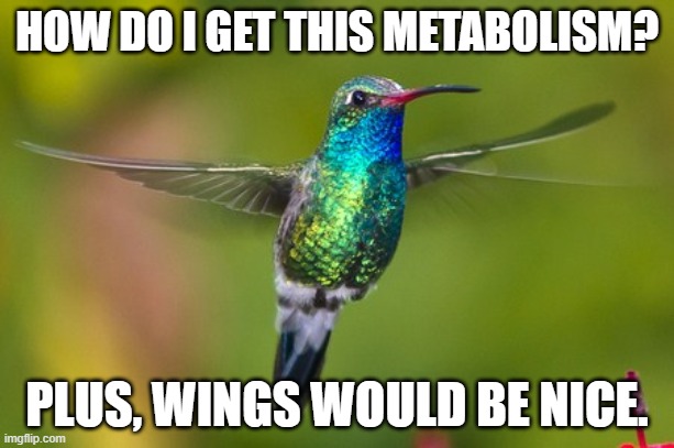 Hummingbird Metabolism - Imgflip