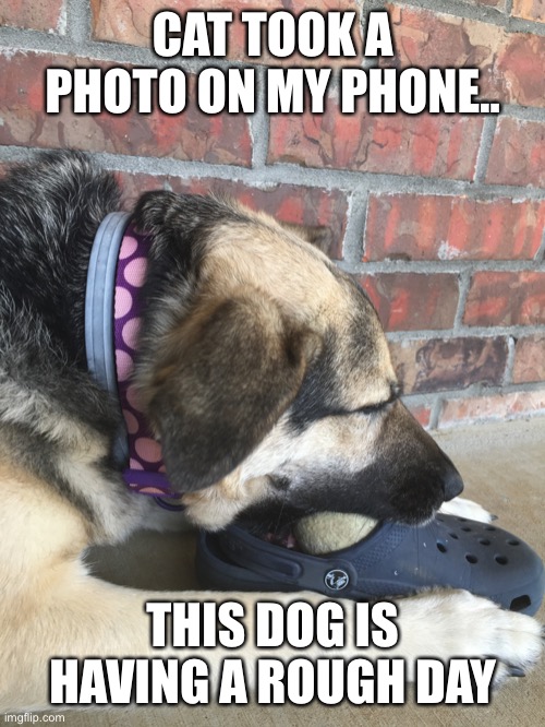 Rough dog day - Imgflip