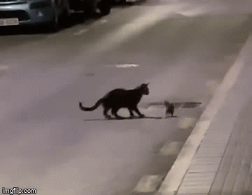 Animated GIF - Imgflip