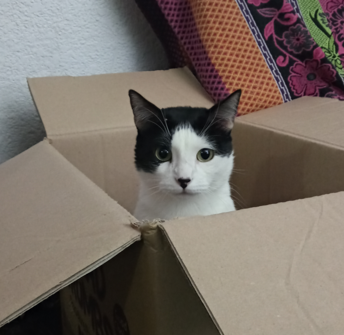 The Cat Box Blank Template Imgflip
