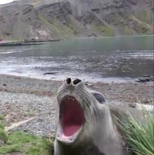 Shout out Seal Blank Template Imgflip