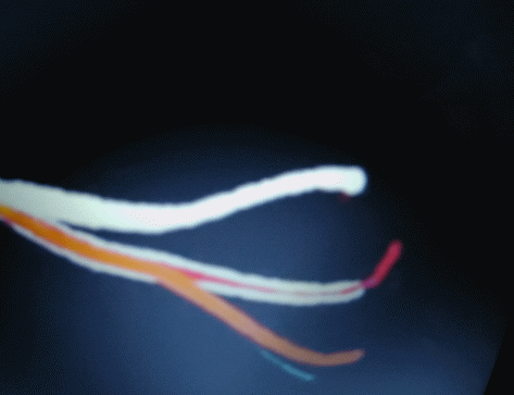 entangled- lover man - Imgflip