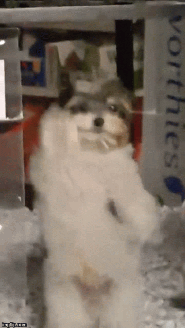 I'm Sold Dog - Imgflip