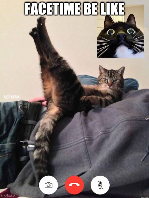 Image Tagged In Cat Facetime Imgflip