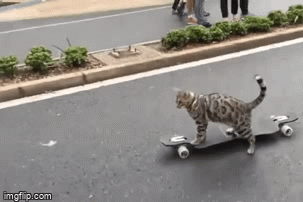 Cat getting on the skateboard - Imgflip