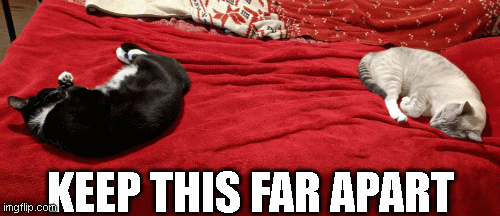 Social Distancing Cats - Imgflip