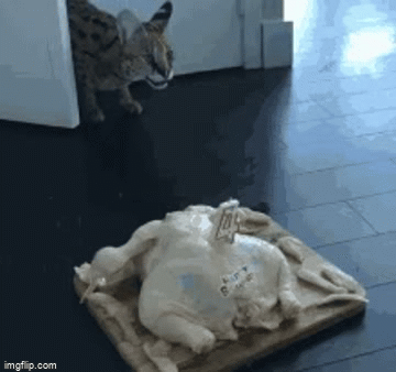The cat's birthday: Cat taking the raw chicken - Imgflip