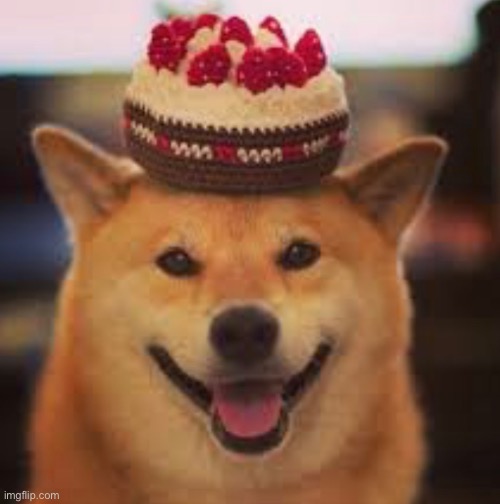 Doge brings cake for u - Imgflip