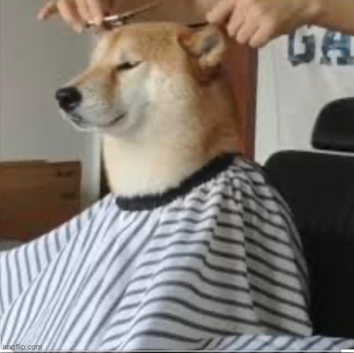 Doge gets nice cut - Imgflip