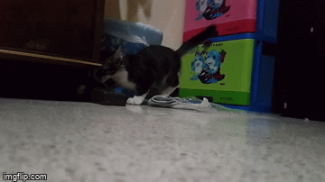 cat run - Imgflip