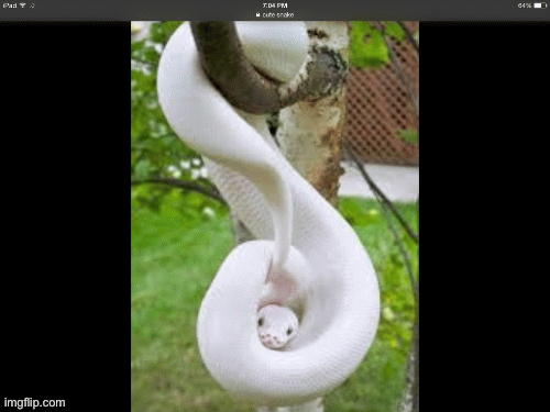 cute snek vs scary poisonus snek - Imgflip